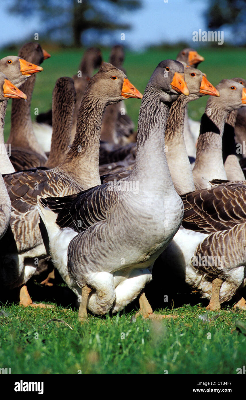 France, Gers, goose breeding (foie gras) in Mounet farm near Eauze ...