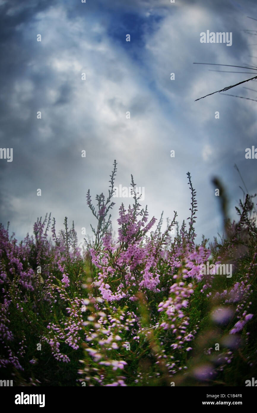 heath in bloom Stock Photo - Alamy