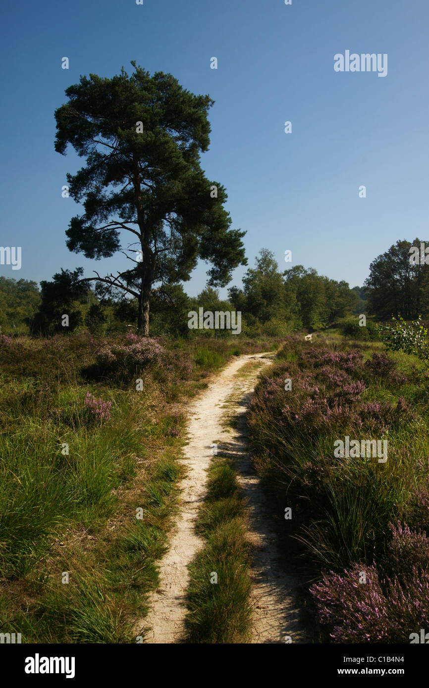 heath and moorland Stock Photo - Alamy