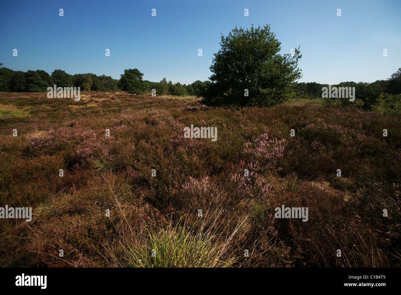 heath and moorland Stock Photo - Alamy