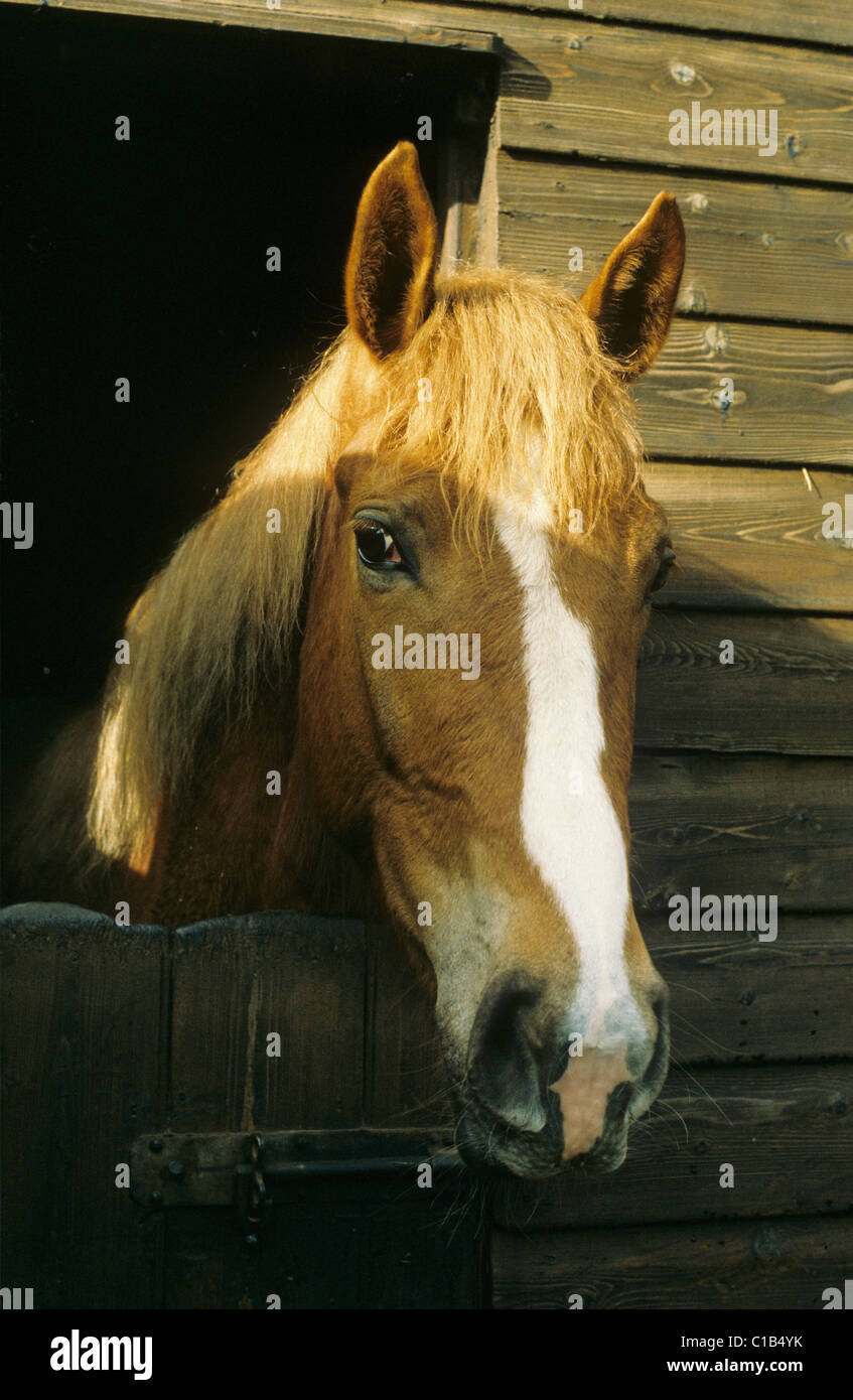 Handsome stabled horse portrait Stock Photo - Alamy