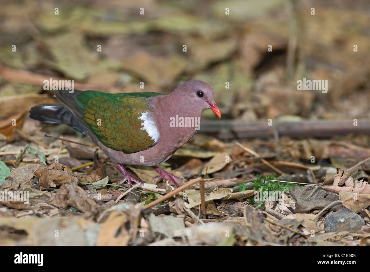 Emerald ground dove dove queensland australia hi-res stock photography ...