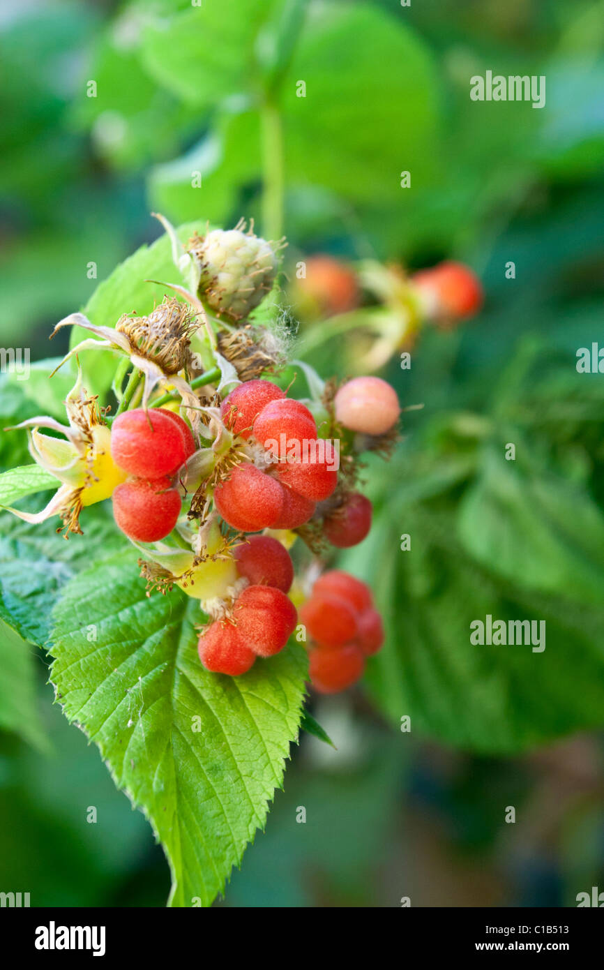 Crop pollination hi-res stock photography and images - Alamy