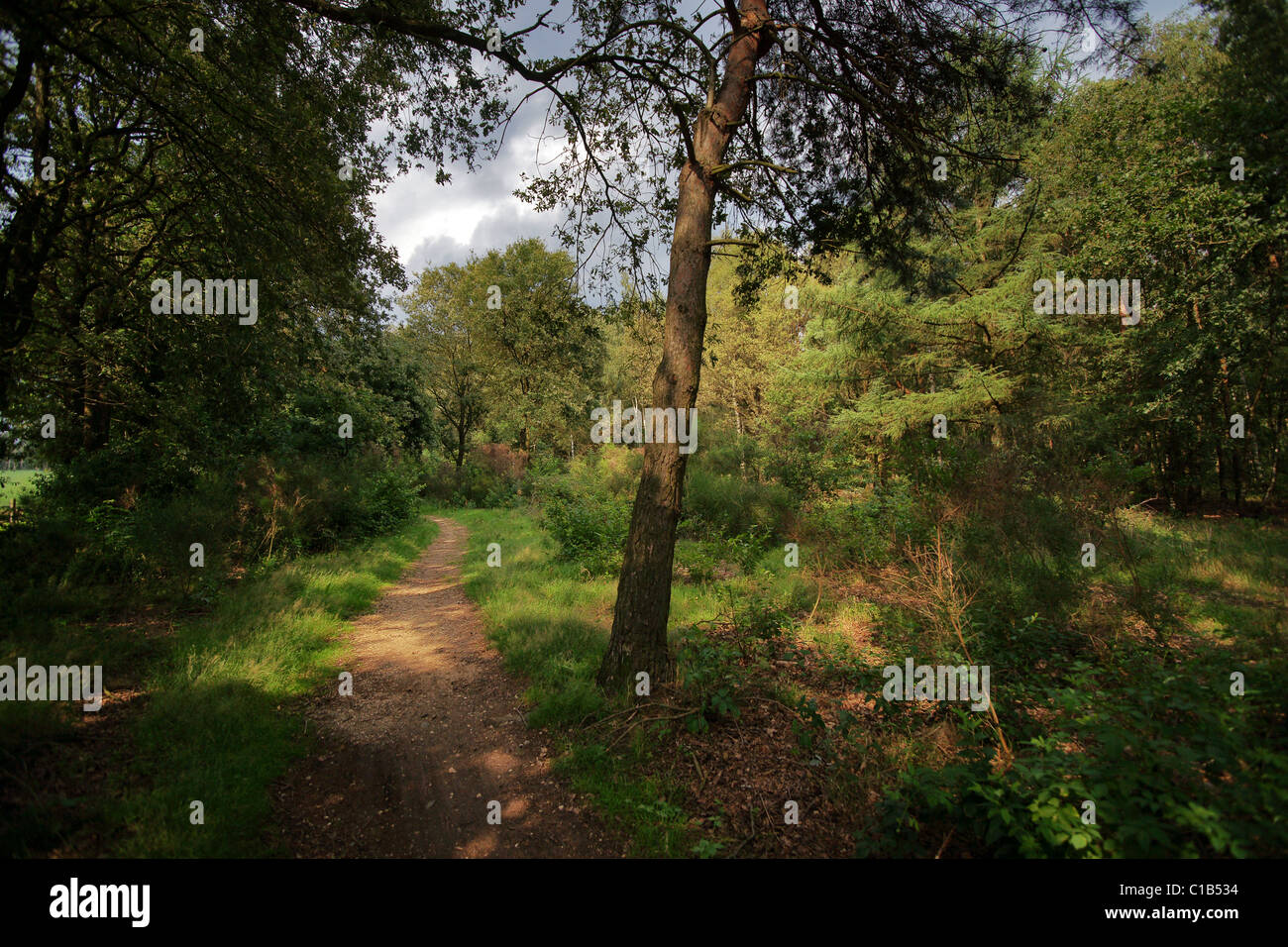 A grassy clearence in a forrest Stock Photo - Alamy