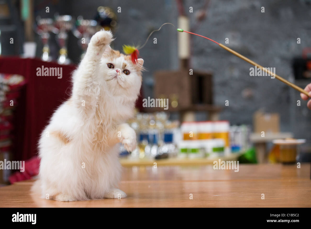 Champion cat hi-res stock photography and images - Alamy