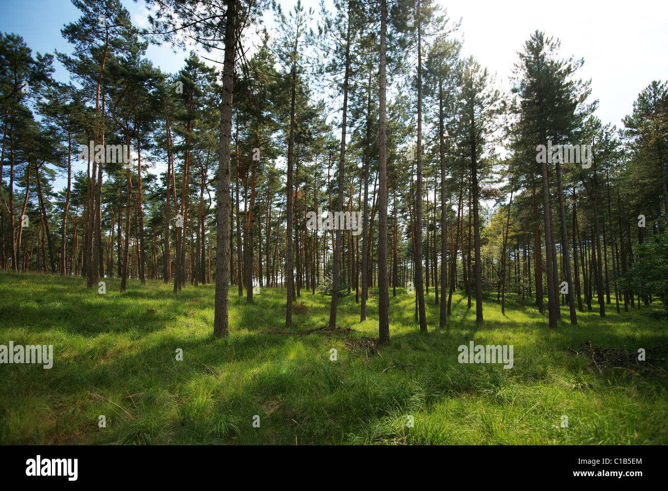 A grassy clearence in a forrest Stock Photo - Alamy
