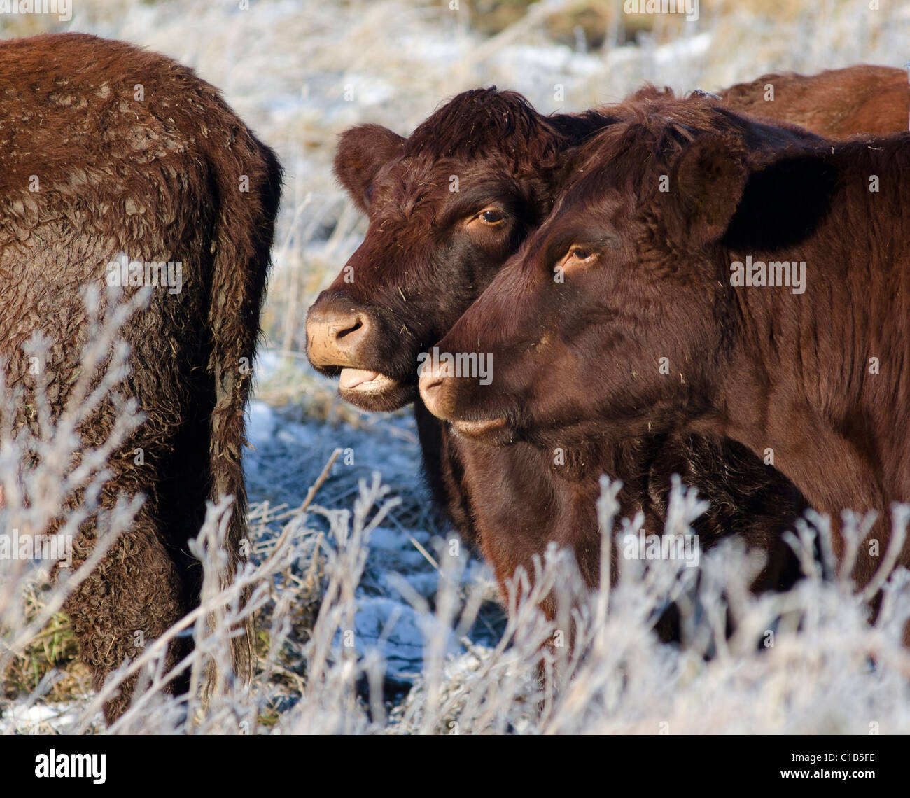 Lincoln Red High Resolution Stock Photography and Images - Alamy