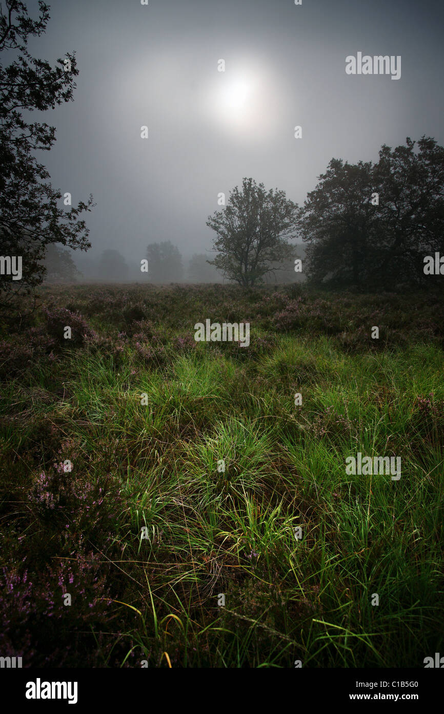 Sun rising over green grass hi-res stock photography and images - Alamy