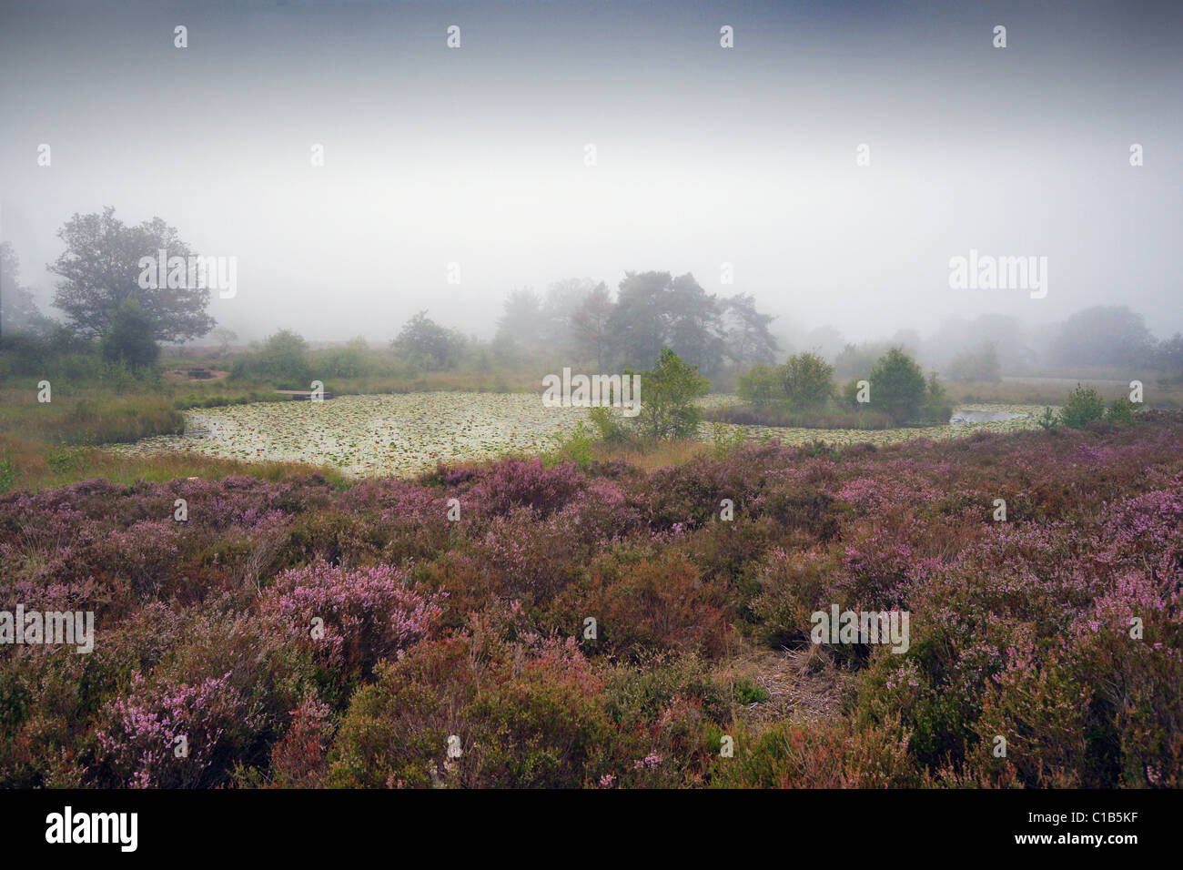 Moor and heath in the fog Stock Photo - Alamy