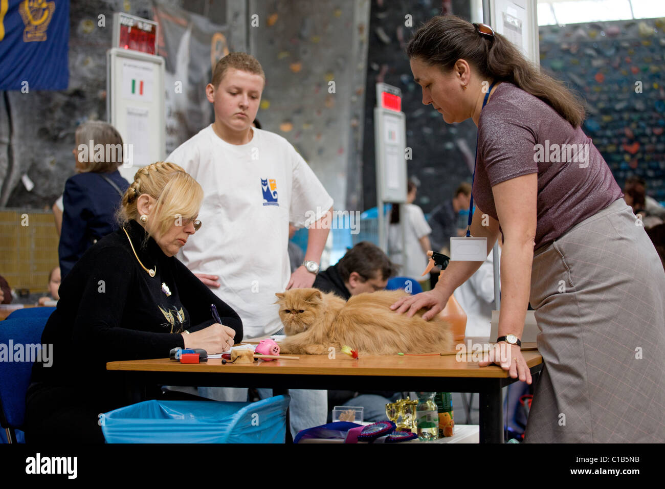 Cats judging on wcf world hi-res stock photography and images - Alamy