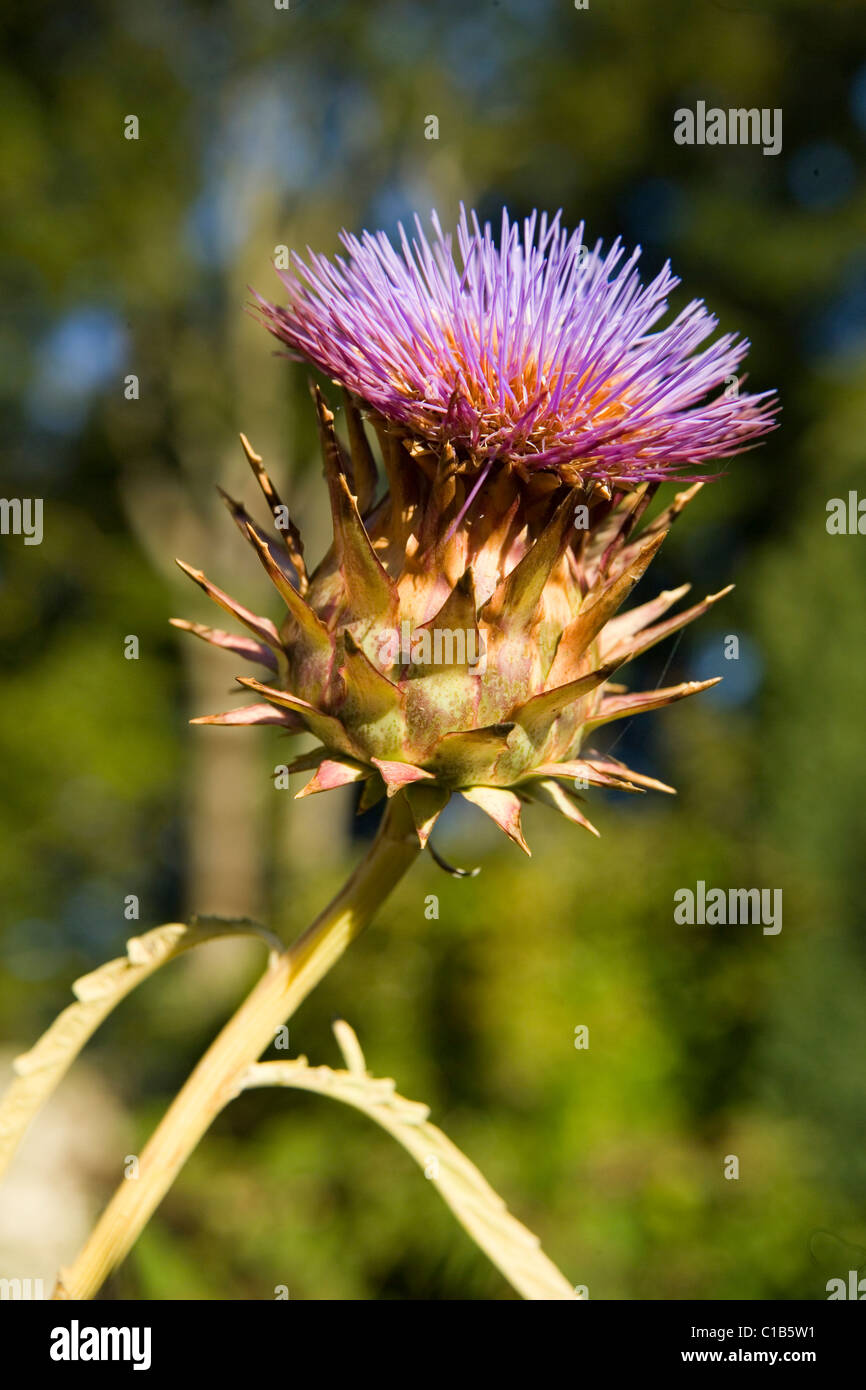 Hybrid Thistle bloom Stock Photo - Alamy