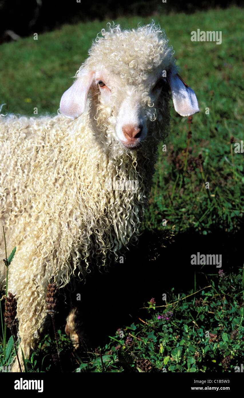 Vere valley hi-res stock photography and images - Alamy