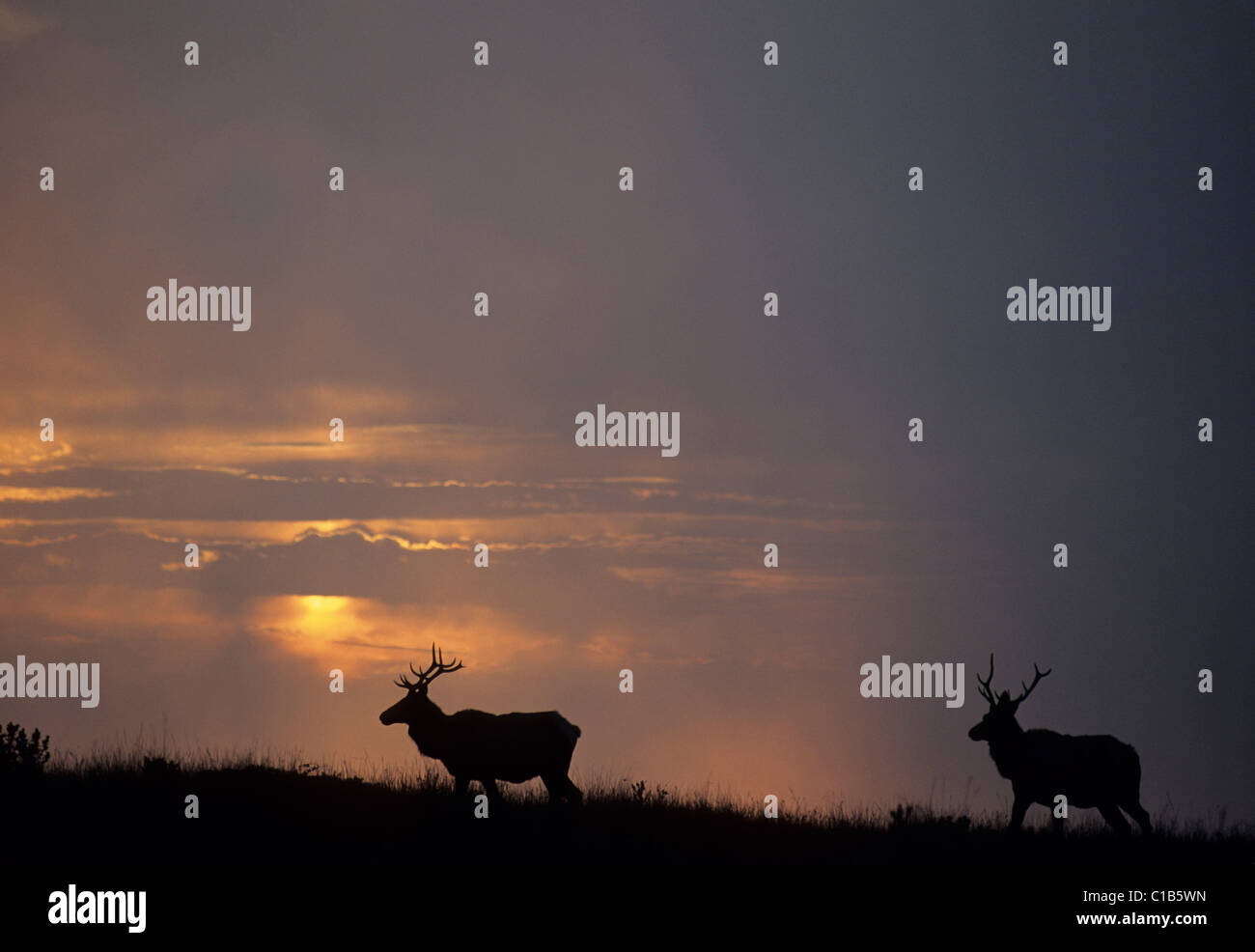 Tule Elk, bull elk, sunset, sunrise, Point Reyes National Seashore ...