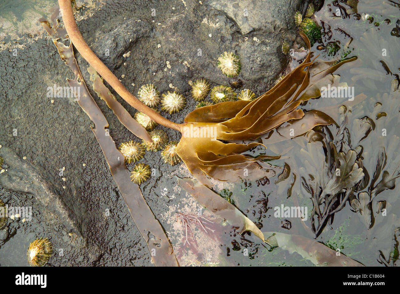 Rock pool wildlife hi-res stock photography and images - Alamy