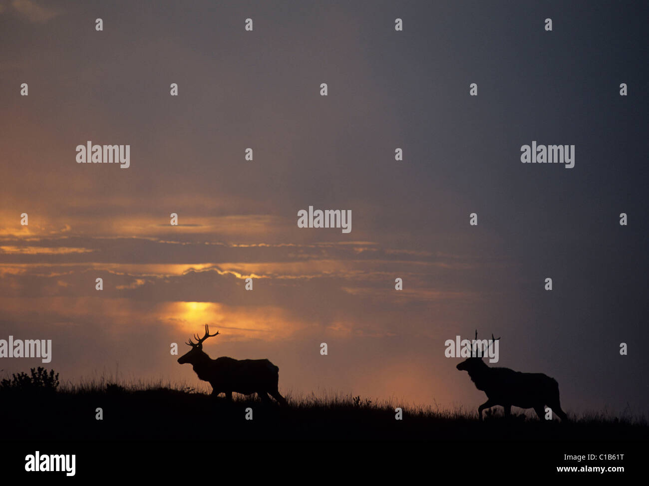 Tule Elk, bull elk, sunset, sunrise, Point Reyes National Seashore ...