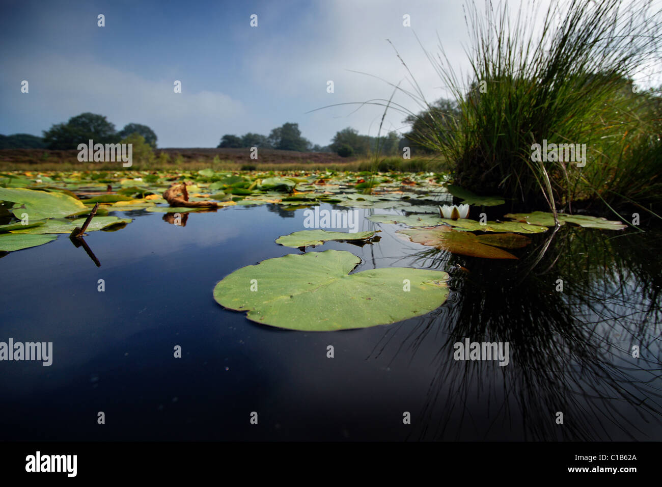 close up of a pond Stock Photo - Alamy