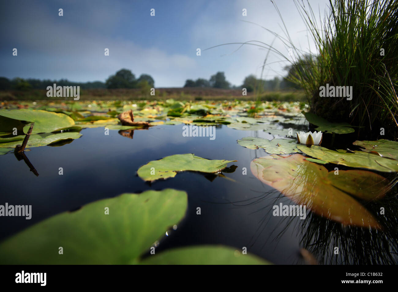 Water lake close up hi-res stock photography and images - Alamy
