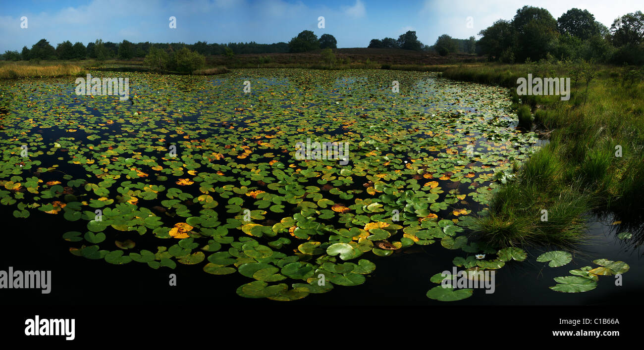 panorama of a pond Stock Photo - Alamy