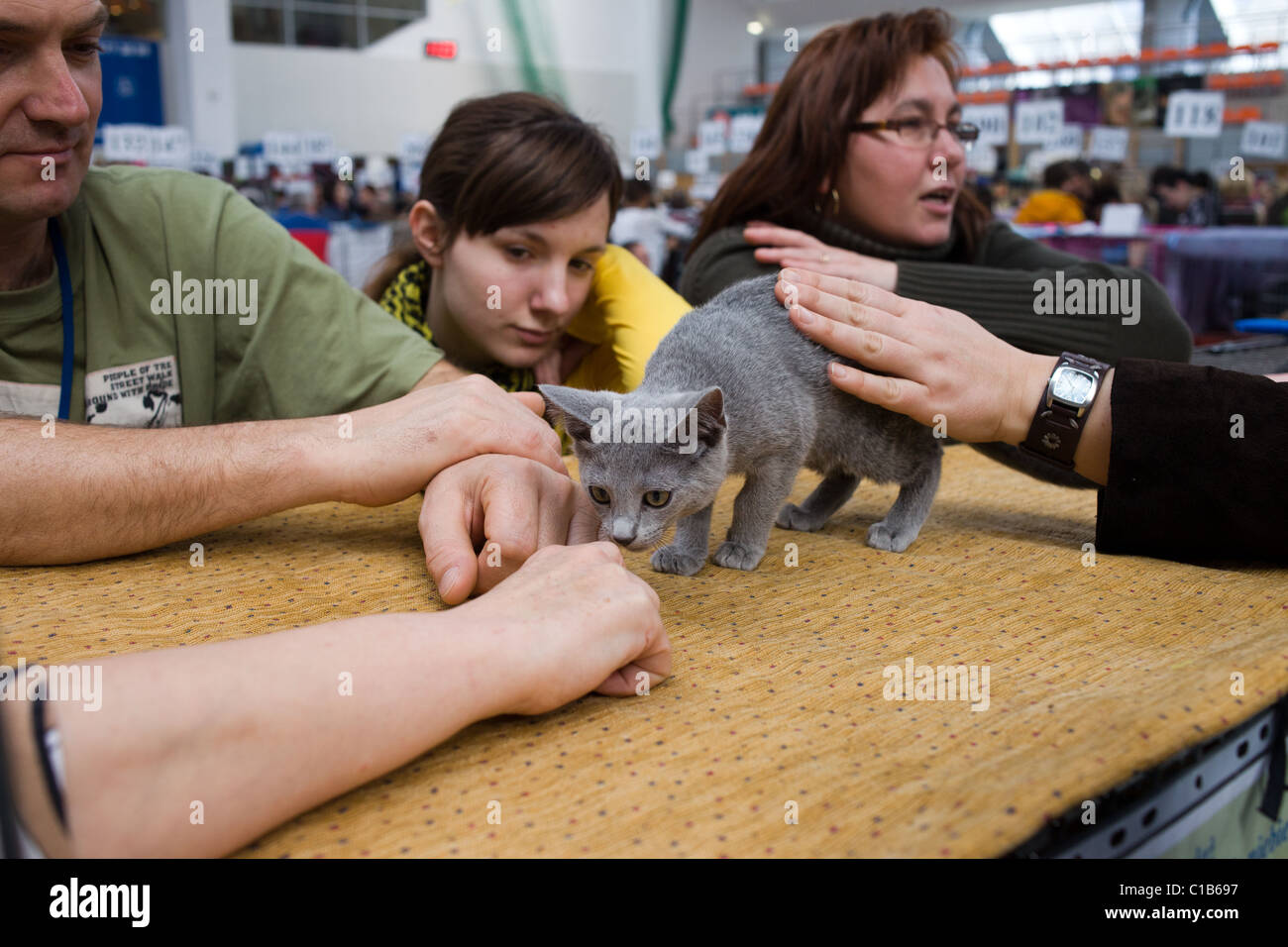 Wcf cat hi-res stock photography and images - Alamy