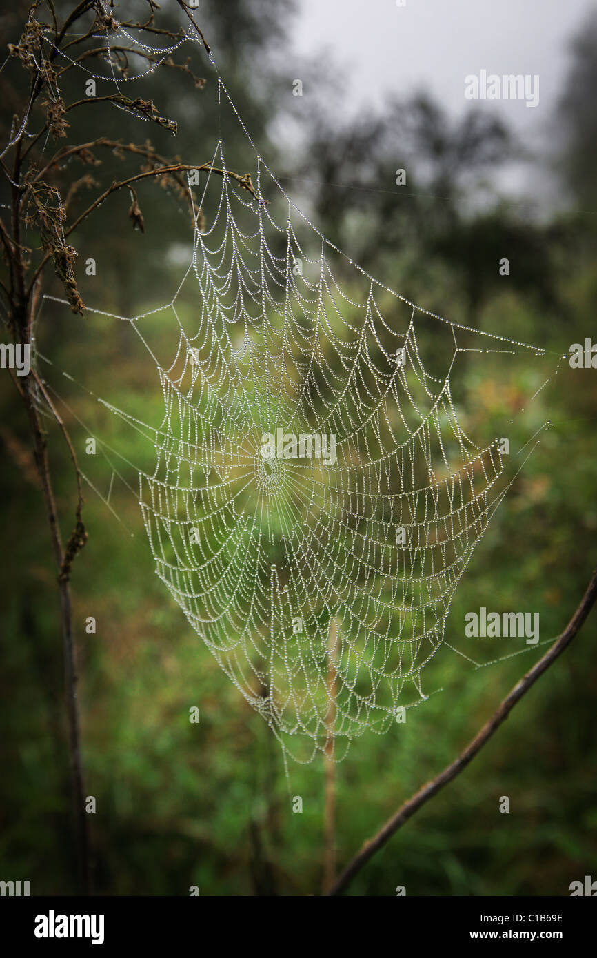 Spider hanging illustration hi-res stock photography and images - Alamy