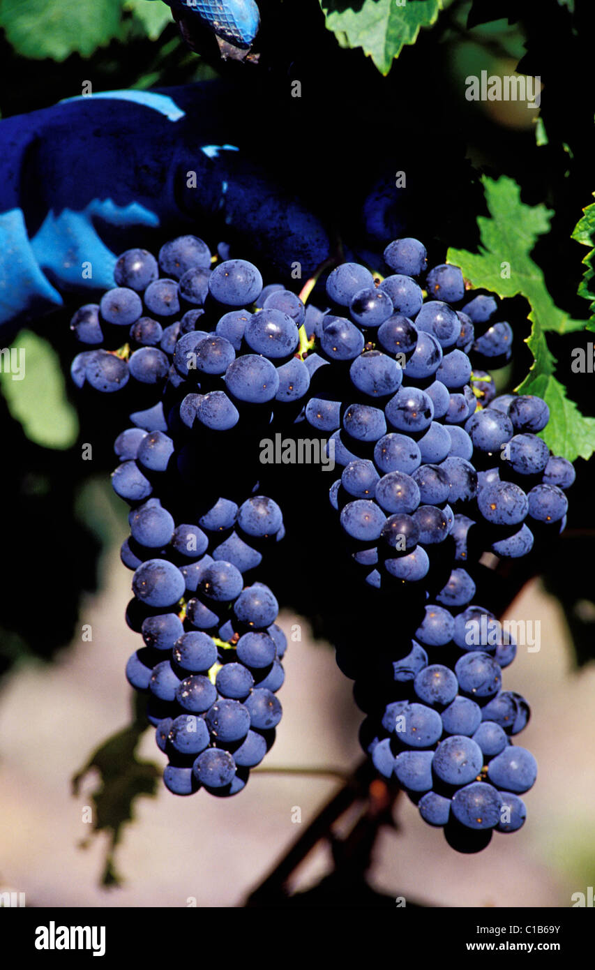 Martillac vineyard hi-res stock photography and images - Alamy
