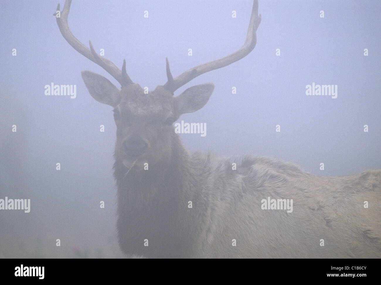 Tule Elk, Point Reyes National Seashore, California fog coastal fog ...