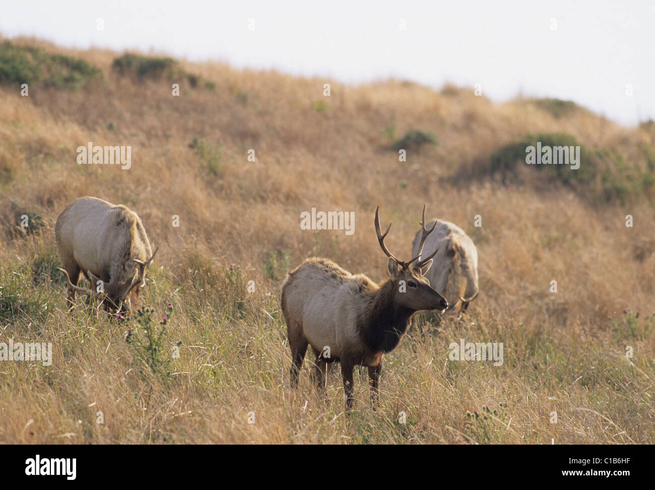 Tule Elk, bull elk, Point Reyes National Seashore, California Stock ...