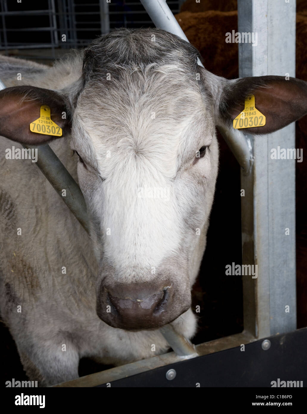 Cow farmyard hi-res stock photography and images - Alamy