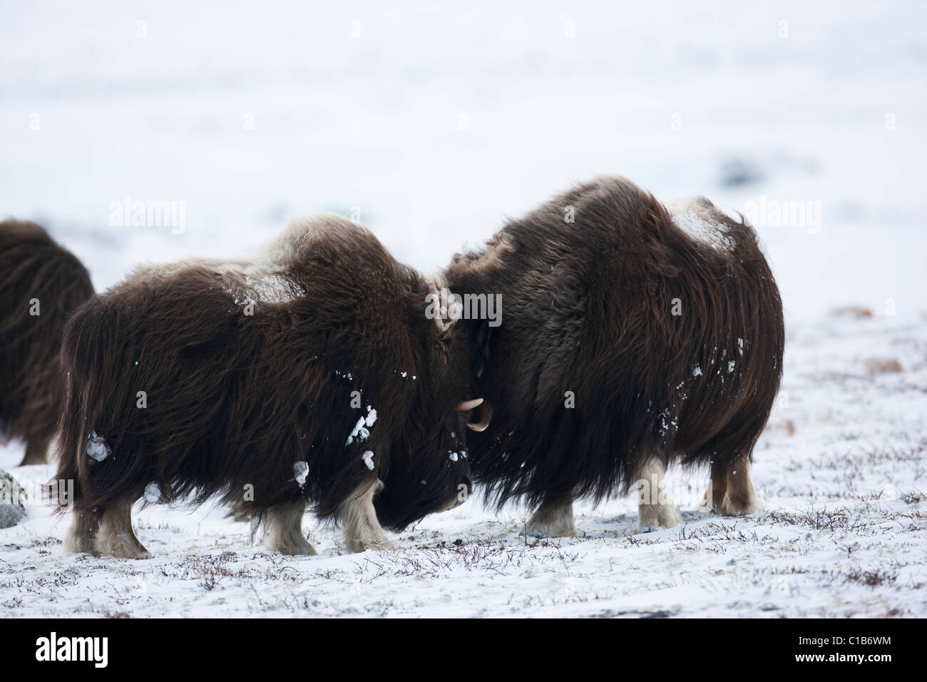 Musk Ox Fighting Stock Photos & Musk Ox Fighting Stock Images - Alamy