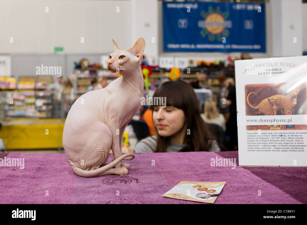 Russian hairless cat hi-res stock photography and images - Alamy