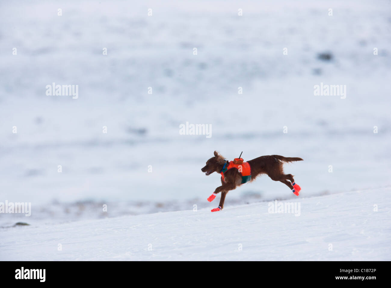 Dog equipped with a radio transmitter Stock Photo - Alamy
