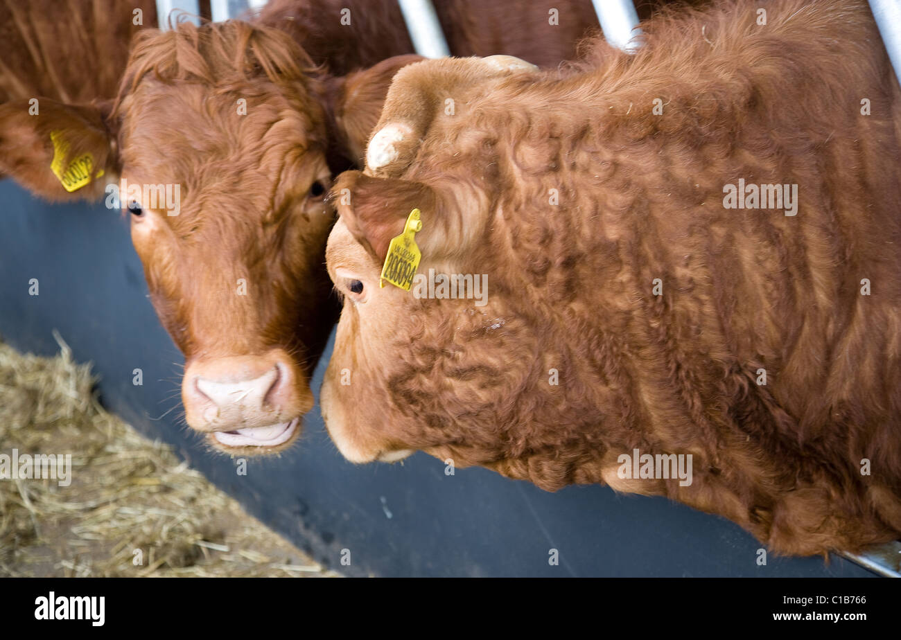 Photos of cattle hi-res stock photography and images - Alamy