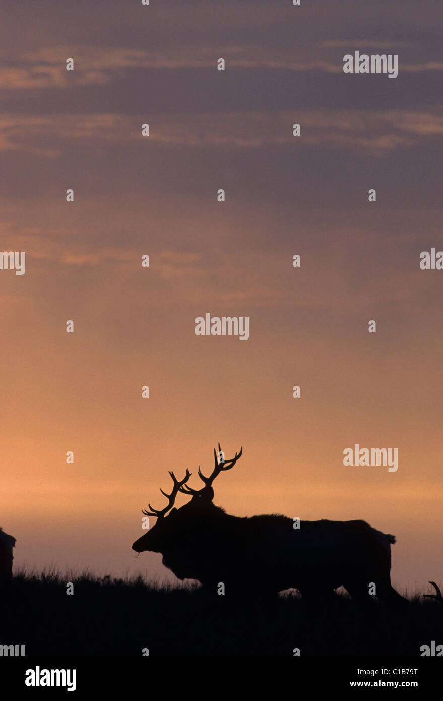 Tule Elk, bull elk, sunset, sunrise, Point Reyes National Seashore ...