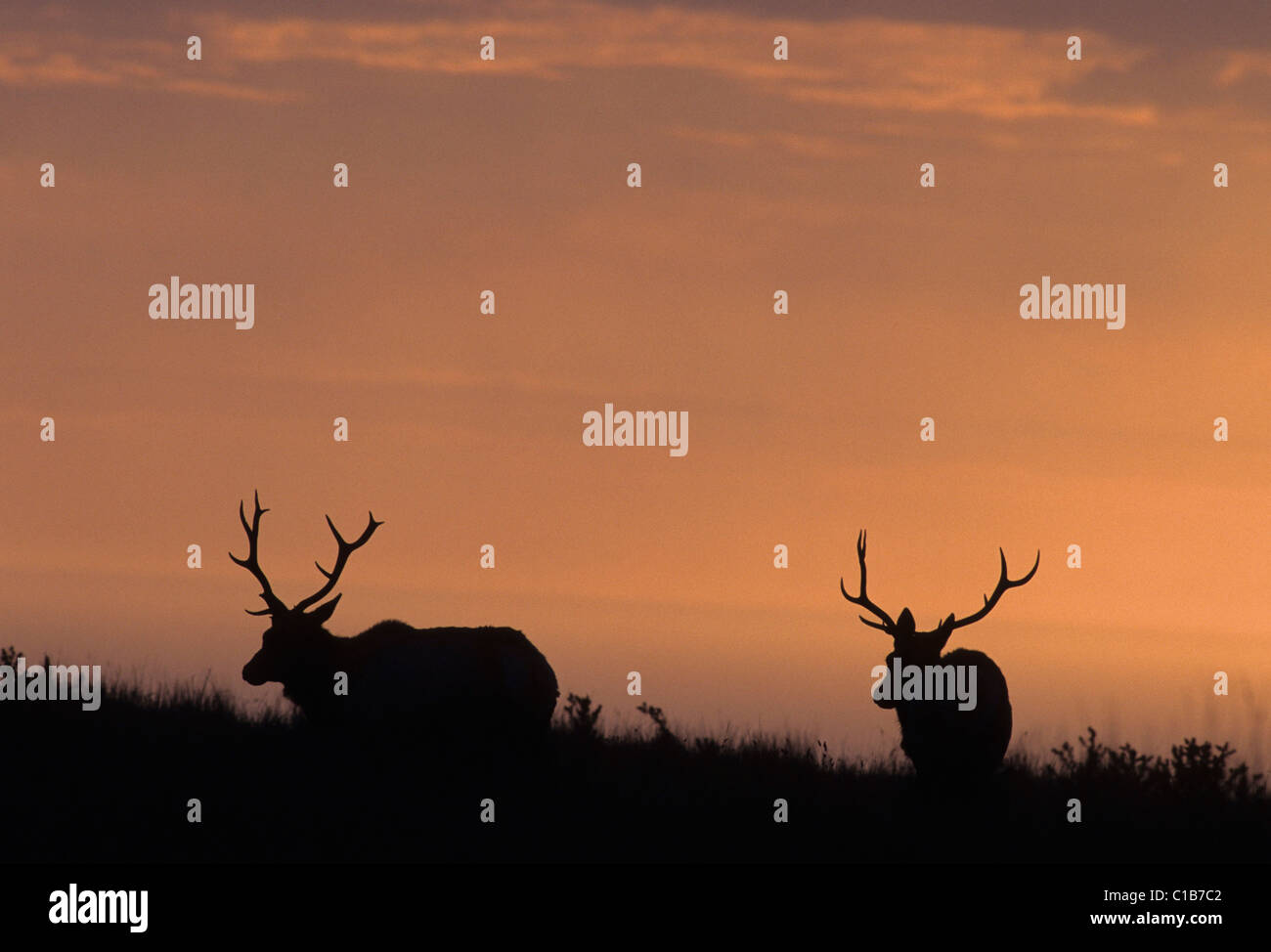 Tule Elk, bull elk, sunset, sunrise, Point Reyes National Seashore ...