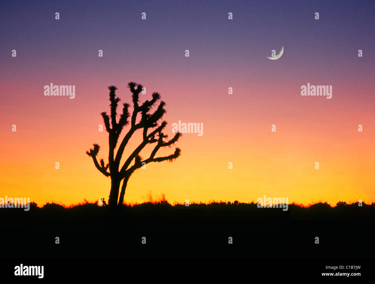 A Joshua tree at sunset in Joshua National Monument in the Mojave ...