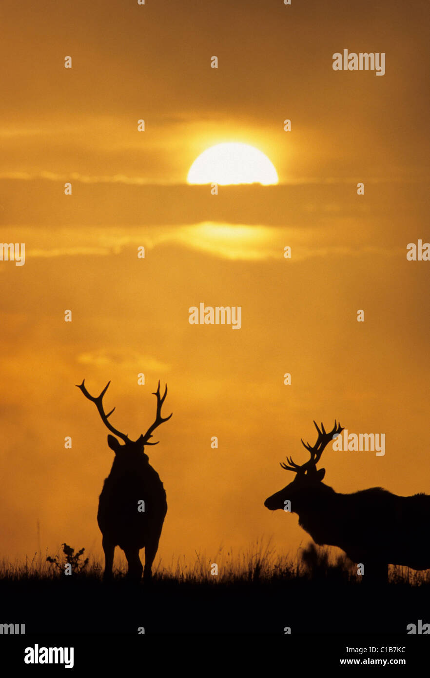 Tule Elk, bull elk, sunset, sunrise, Point Reyes National Seashore ...