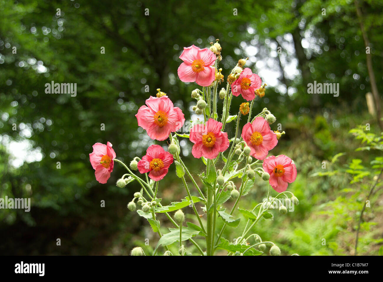 Pink meconopsis hi-res stock photography and images - Alamy