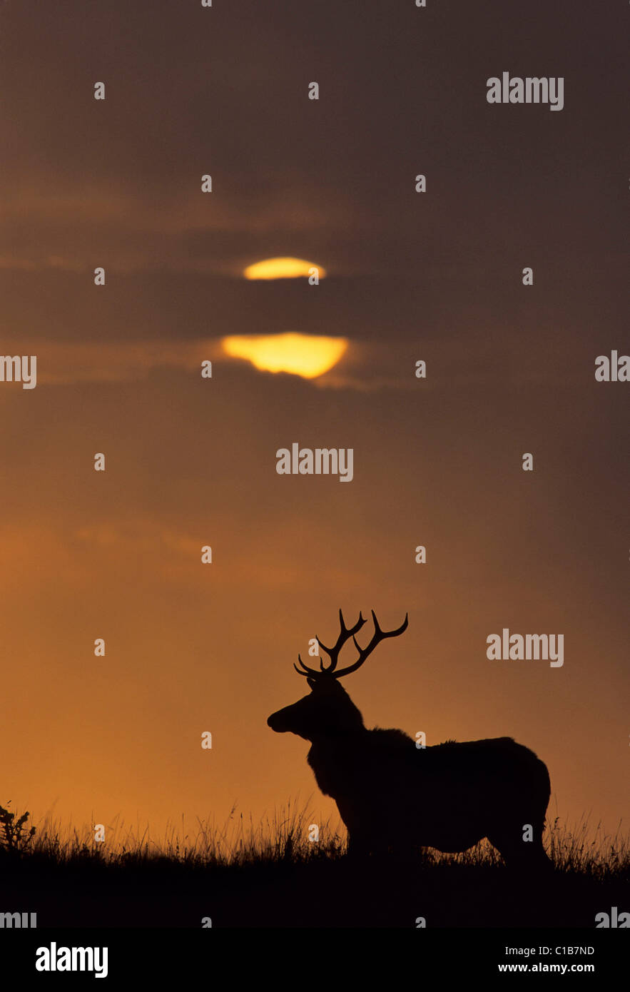 Tule Elk, bull elk, sunset, sunrise, Point Reyes National Seashore ...