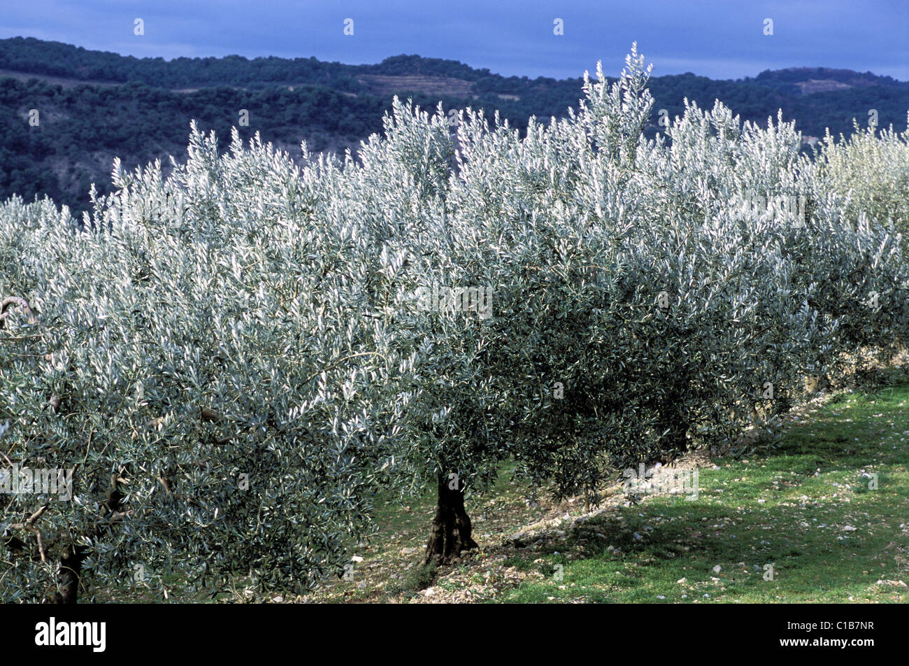 Olive tree grove nyons hi-res stock photography and images - Alamy
