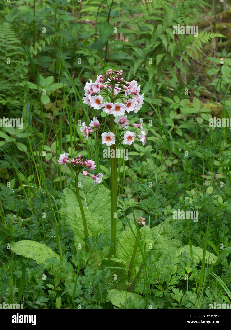 Pink Primula growing wild in damp woodland Stock Photo - Alamy