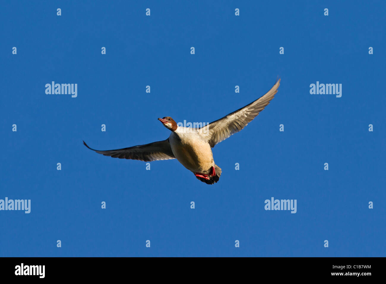 Goosander (Mergus merganser) female in flight, Germany Stock Photo - Alamy