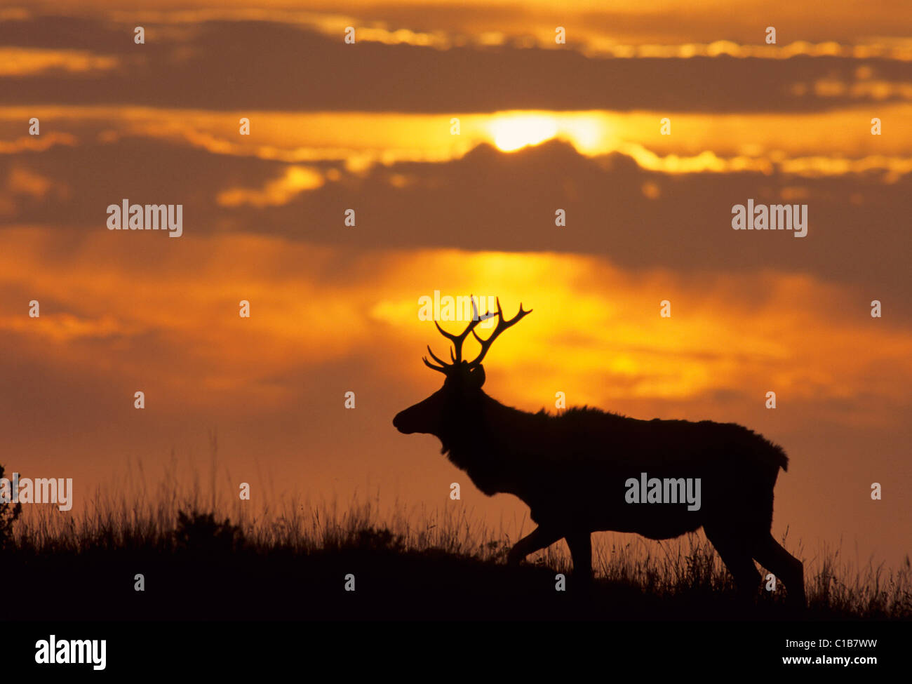 Tule Elk, bull elk, sunset, sunrise, Point Reyes National Seashore ...