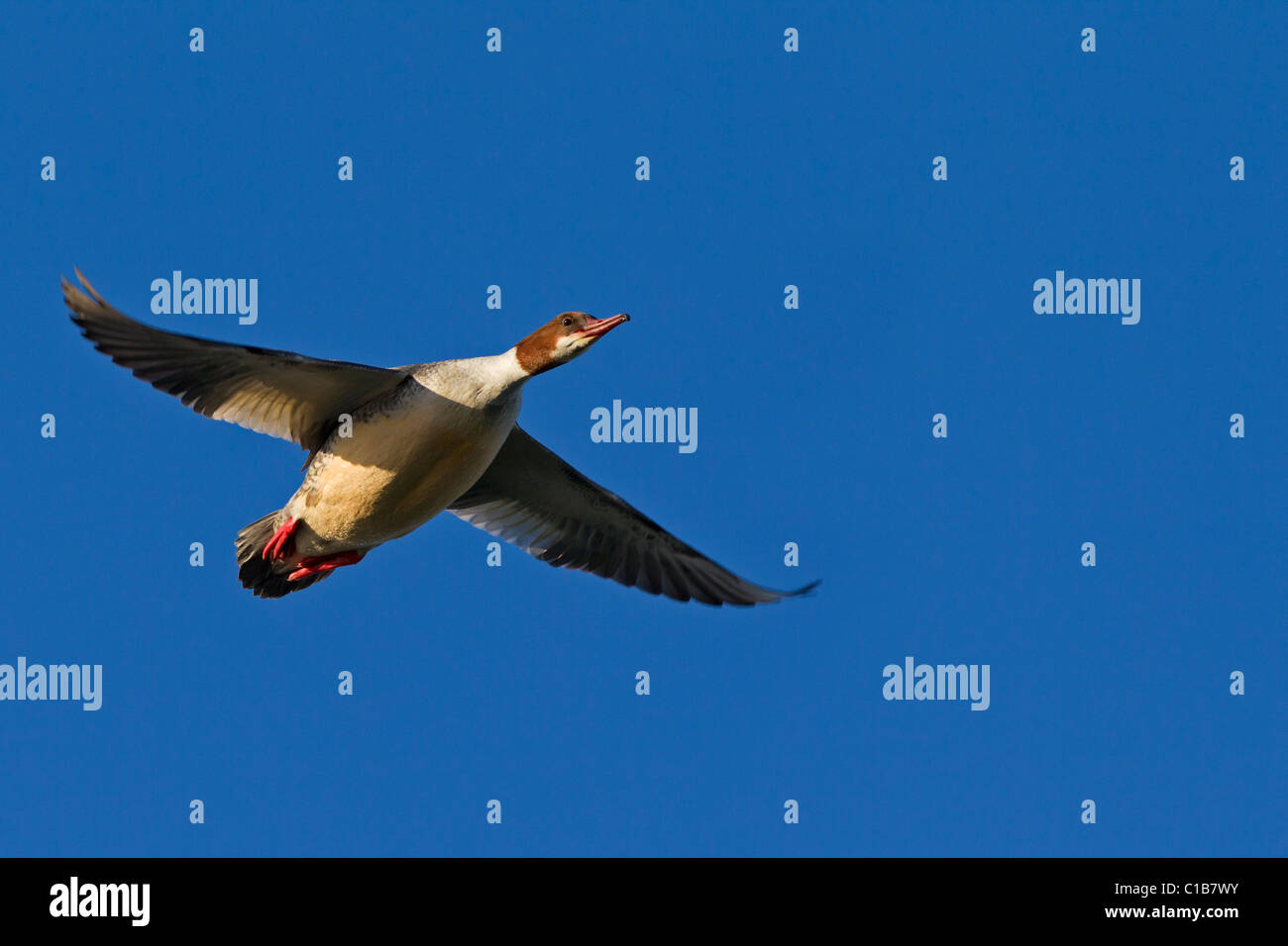 Goosander (Mergus merganser) female in flight, Germany Stock Photo - Alamy