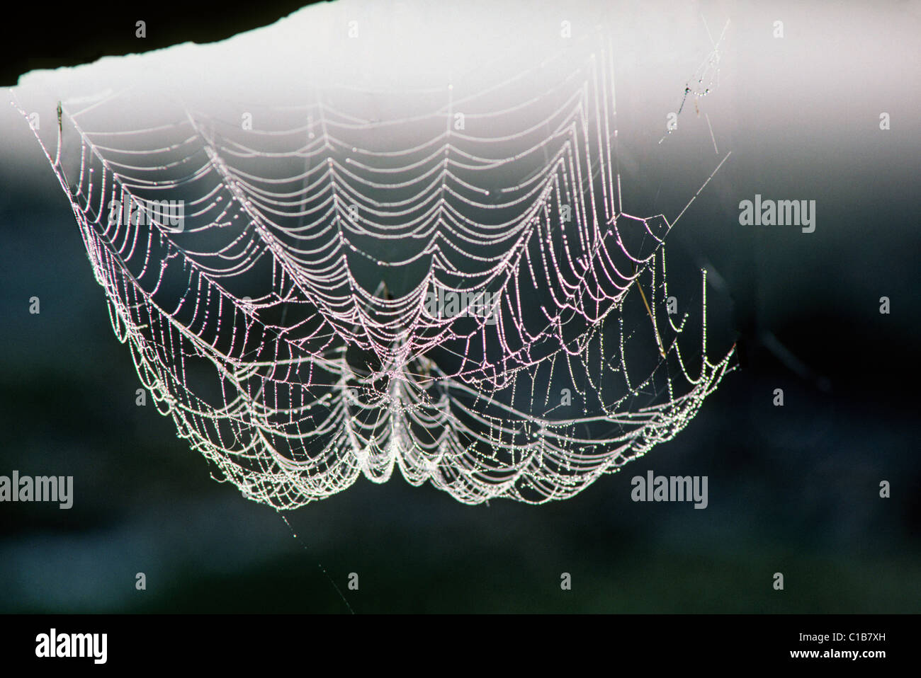 Spiders catching insects hi-res stock photography and images - Alamy