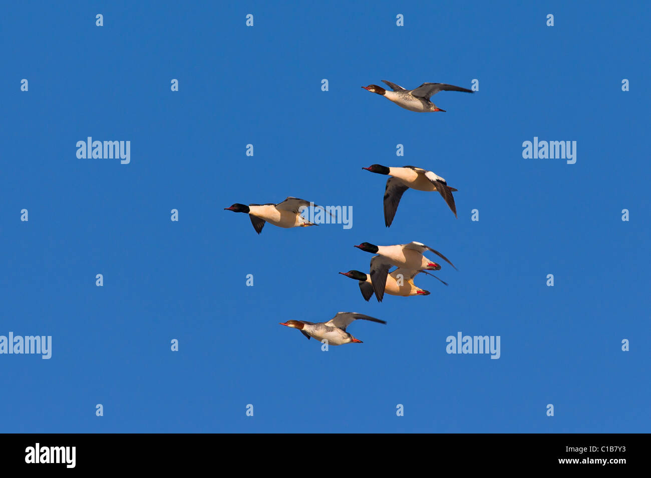 Goosander (Mergus merganser) flock in flight, Germany Stock Photo - Alamy