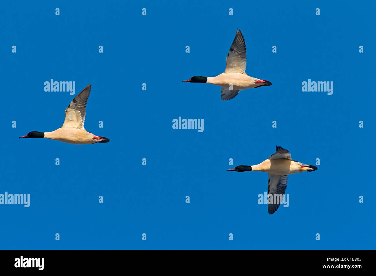 Goosander (Mergus merganser) flock in flight, Germany Stock Photo - Alamy