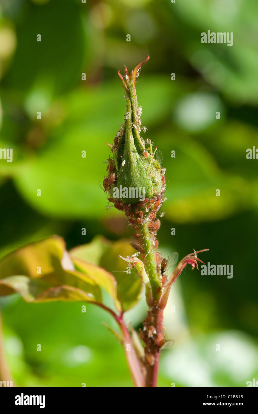 Rose bud infected with aphids Stock Photo - Alamy