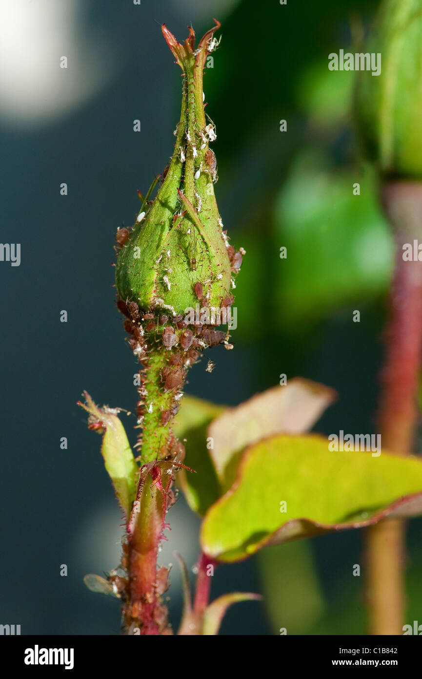 Rose bud infected with aphids Stock Photo - Alamy