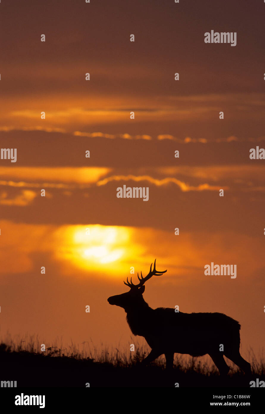 Tule Elk, bull elk, sunset, sunrise, Point Reyes National Seashore ...