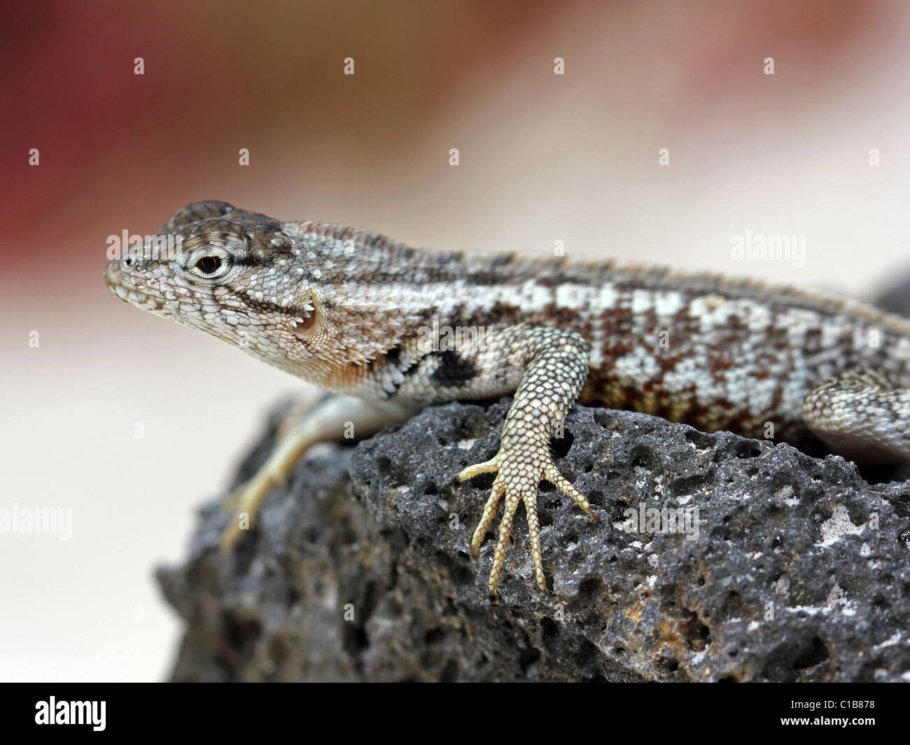 Lava lizard hi-res stock photography and images - Alamy